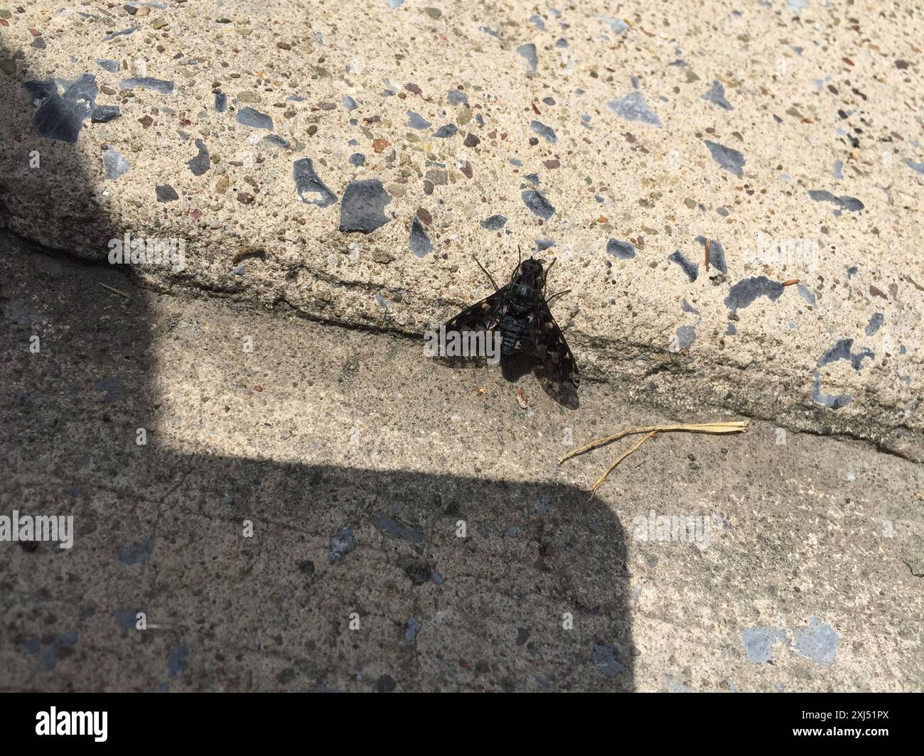 Tiger Bee Fly (Xenox tigrinus) Insecta Stock Photo - Alamy