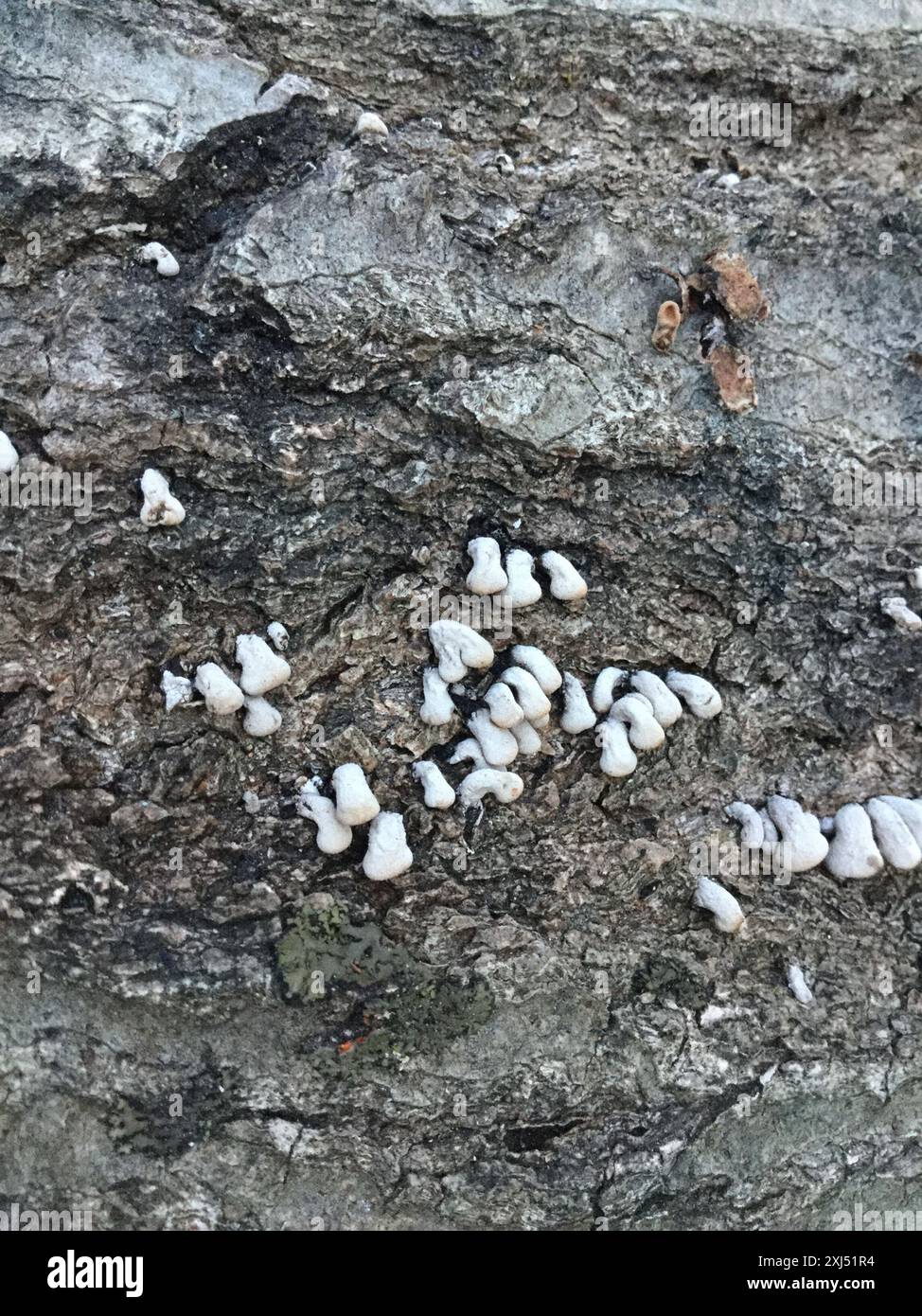 (Porodisculus pendulus) Fungi Stock Photo - Alamy