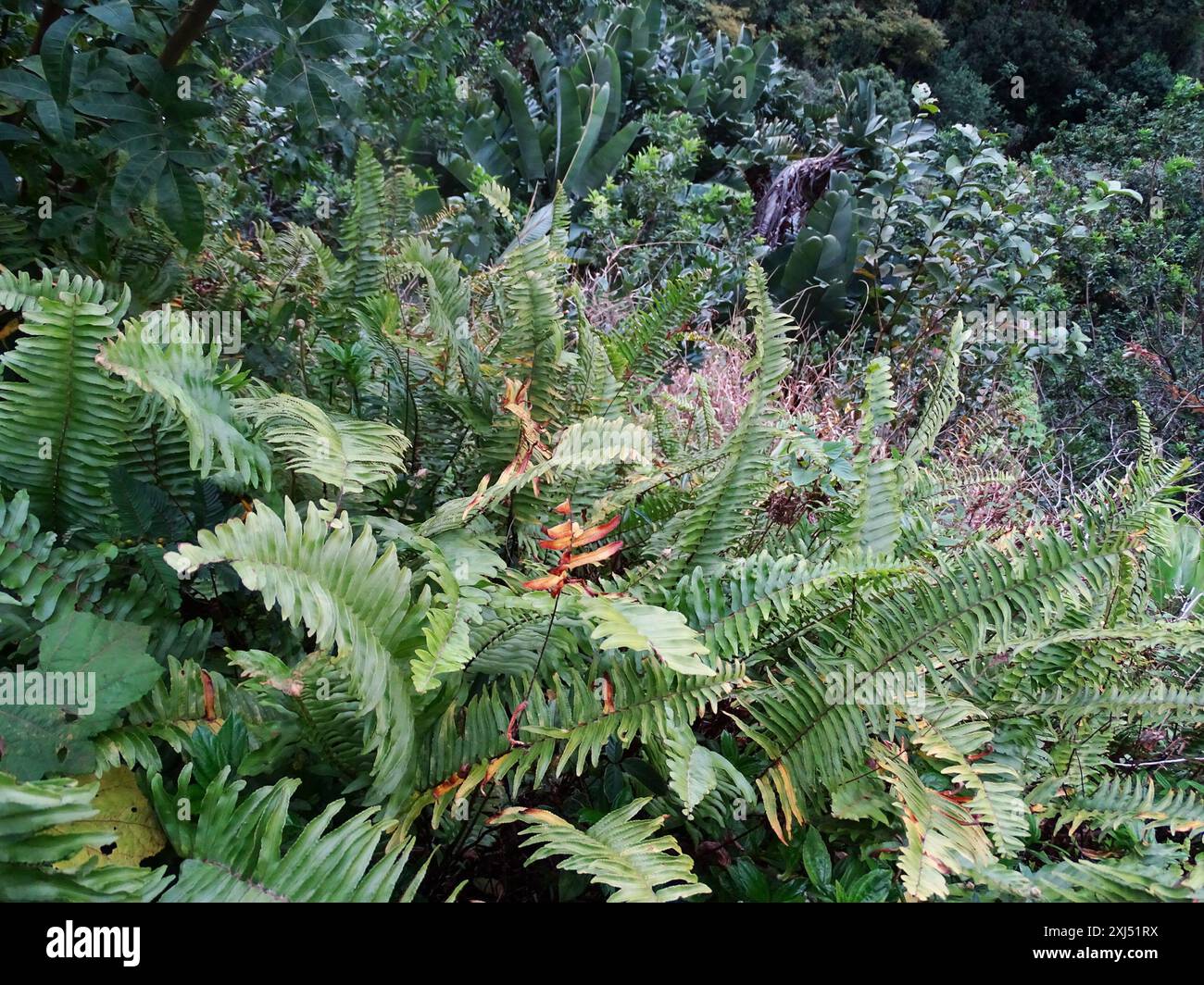 sword ferns (Nephrolepis) Plantae Stock Photo - Alamy