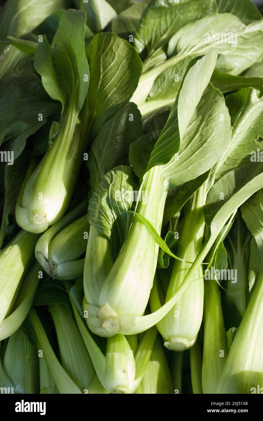 Pak choi cabbage close hi-res stock photography and images - Alamy