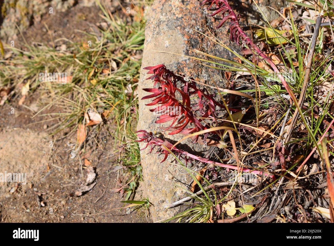 western roseroot (Rhodiola integrifolia) Plantae Stock Photo - Alamy