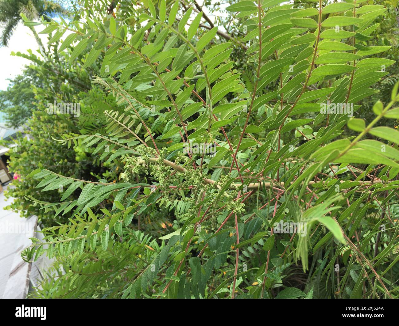 shining sumac (Rhus copallinum) Plantae Stock Photo - Alamy