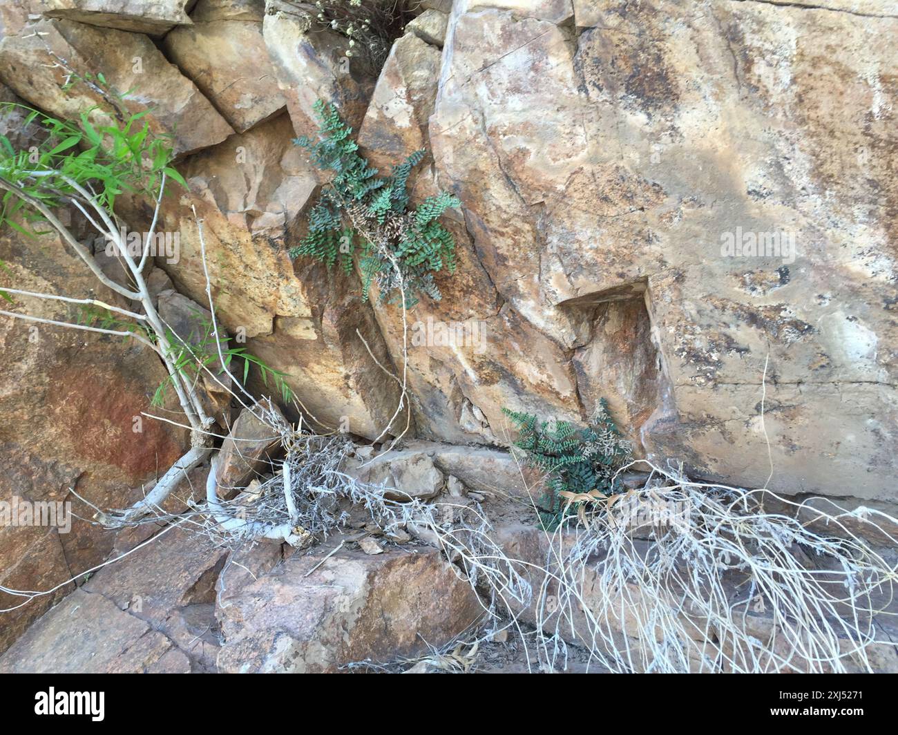 spiny cliff-brake (Pellaea truncata) Plantae Stock Photo - Alamy