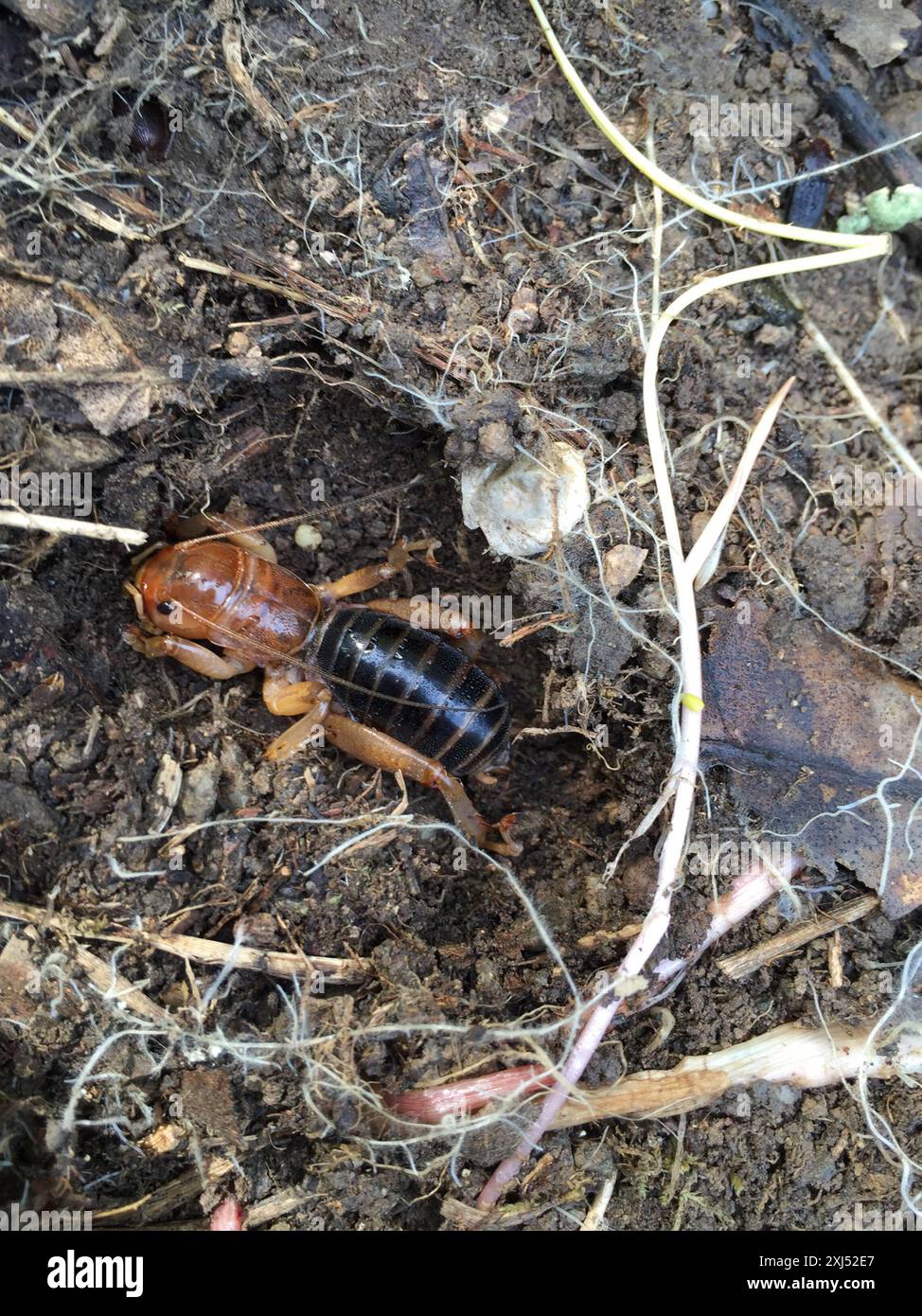 North American Jerusalem Crickets (Ammopelmatus) Insecta Stock Photo ...