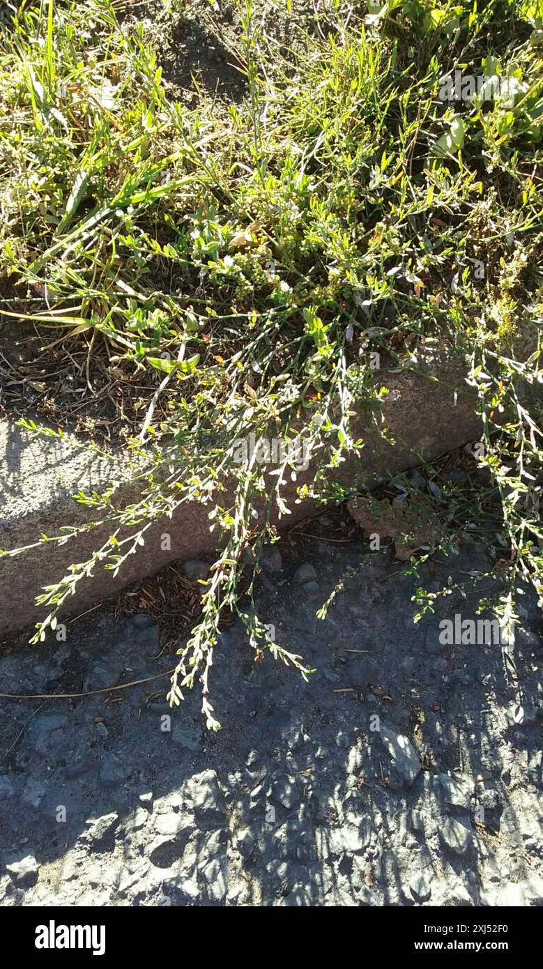 Prostrate Knotweed (Polygonum aviculare) Plantae Stock Photo - Alamy