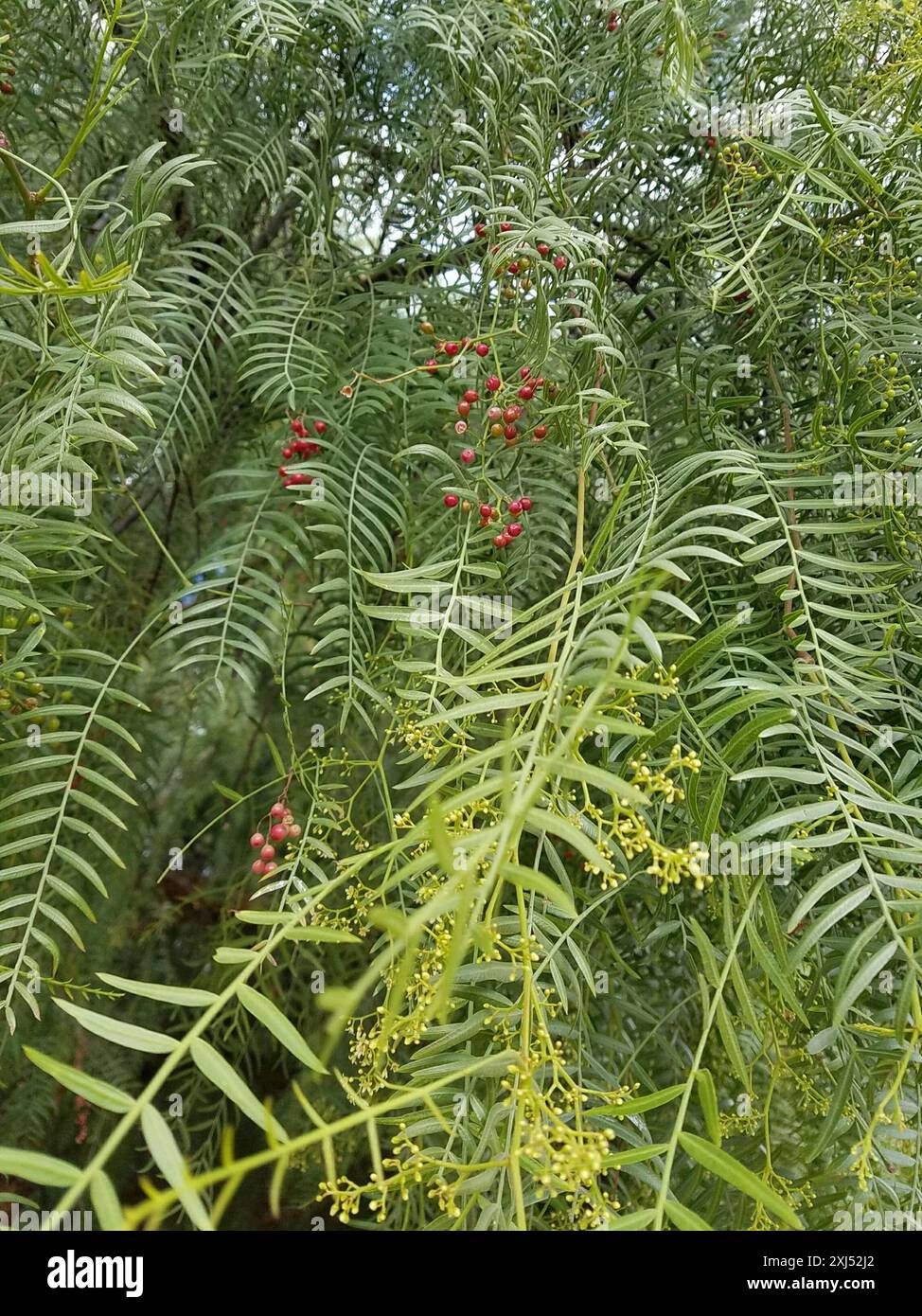 Peruvian Pepper Tree (Schinus molle) Plantae Stock Photo - Alamy