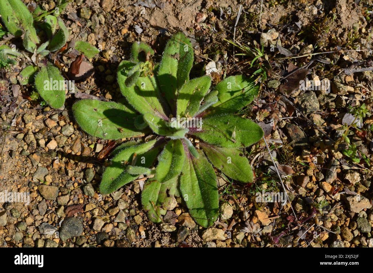 dwarf plantain (Plantago virginica) Plantae Stock Photo - Alamy