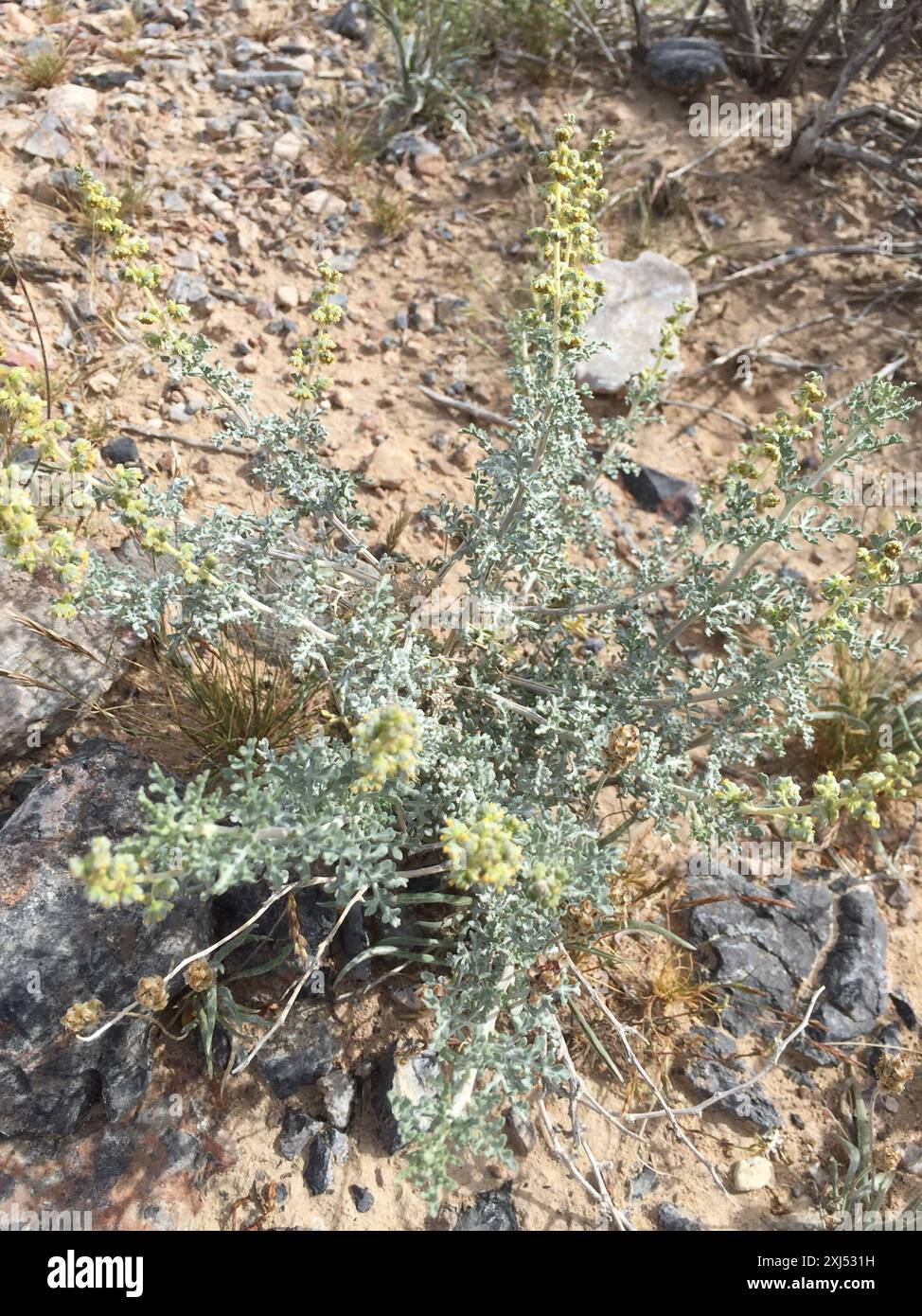 Burrobush (Ambrosia dumosa) Plantae Stock Photo - Alamy