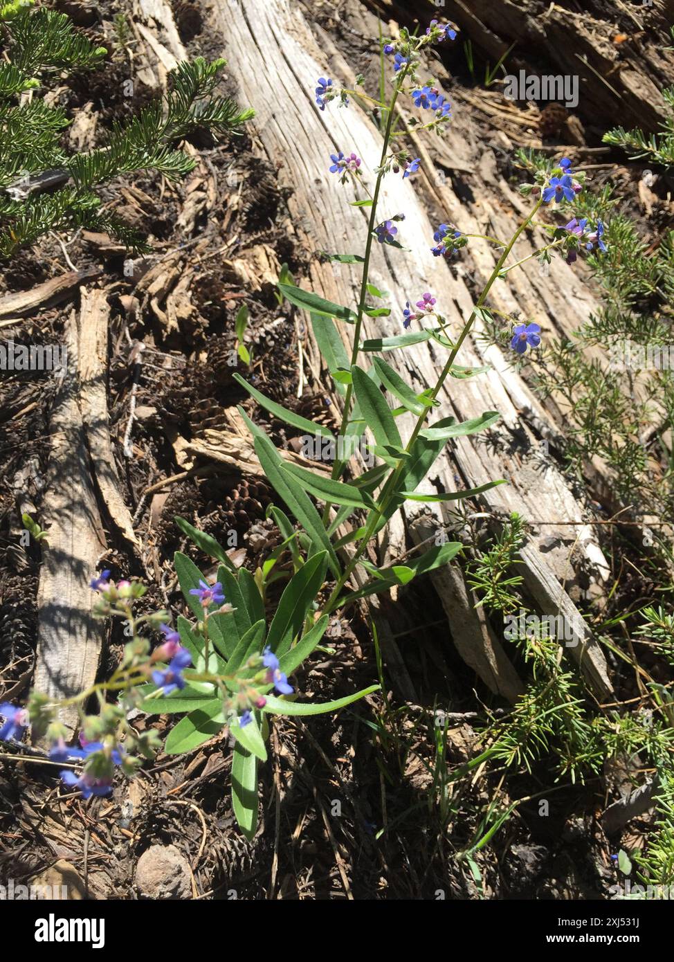 Sierran stickseed (Hackelia nervosa) Plantae Stock Photo - Alamy