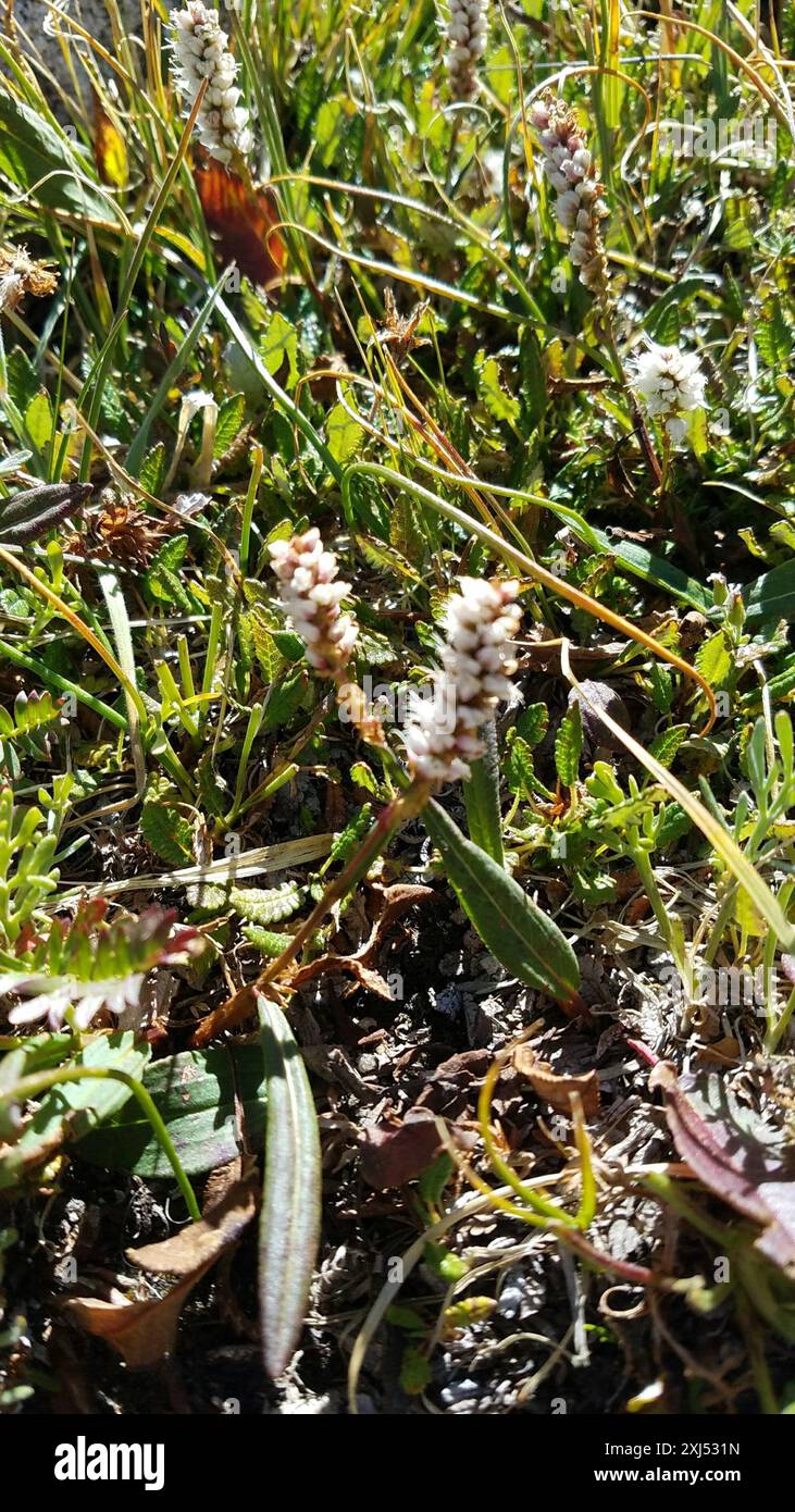 alpine bistort (Bistorta vivipara) Plantae Stock Photo - Alamy