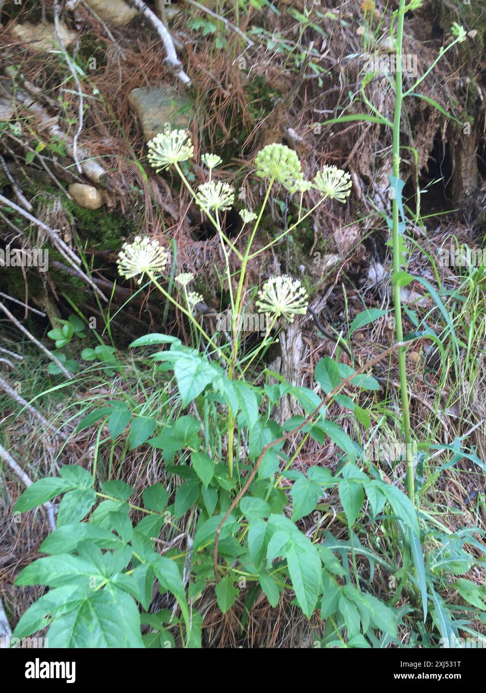 bristly sarsaparilla (Aralia hispida) Plantae Stock Photo - Alamy