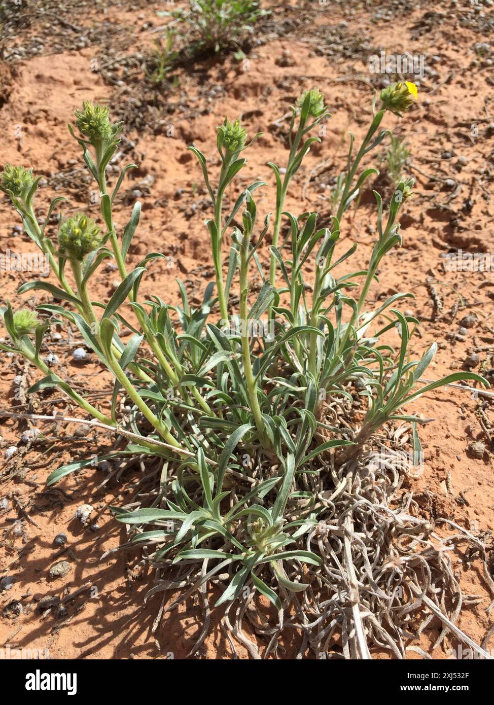 Brenda's Yellow Cryptantha (Oreocarya flava) Plantae Stock Photo - Alamy