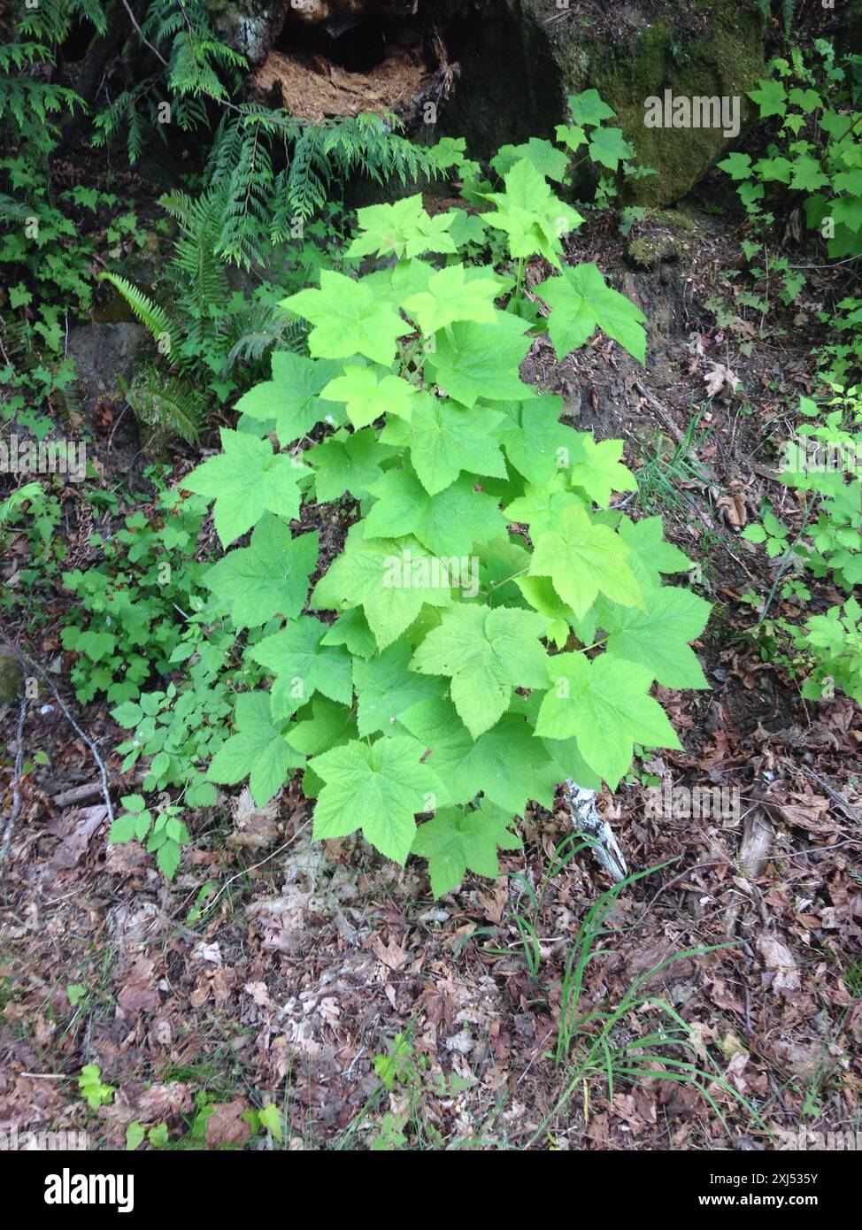 thimbleberry (Rubus parviflorus) Plantae Stock Photo - Alamy