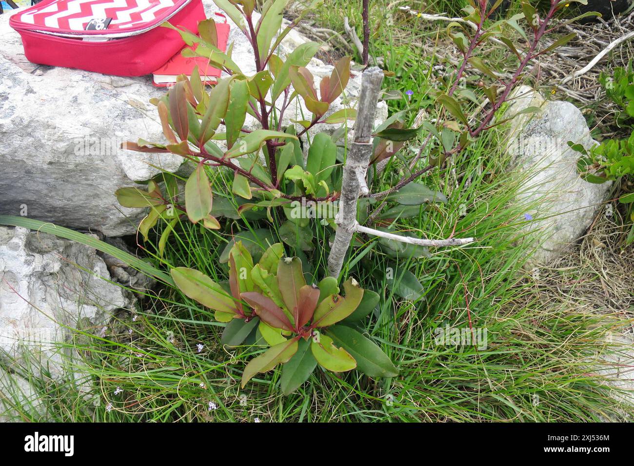 Cape beech (Rapanea melanophloeos) Plantae Stock Photo - Alamy