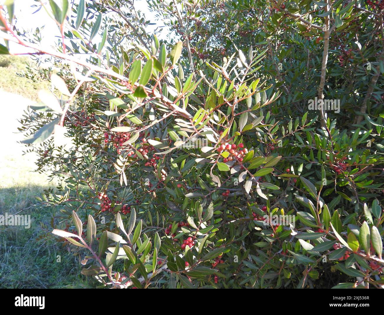 mastic (Pistacia lentiscus) Plantae Stock Photo - Alamy
