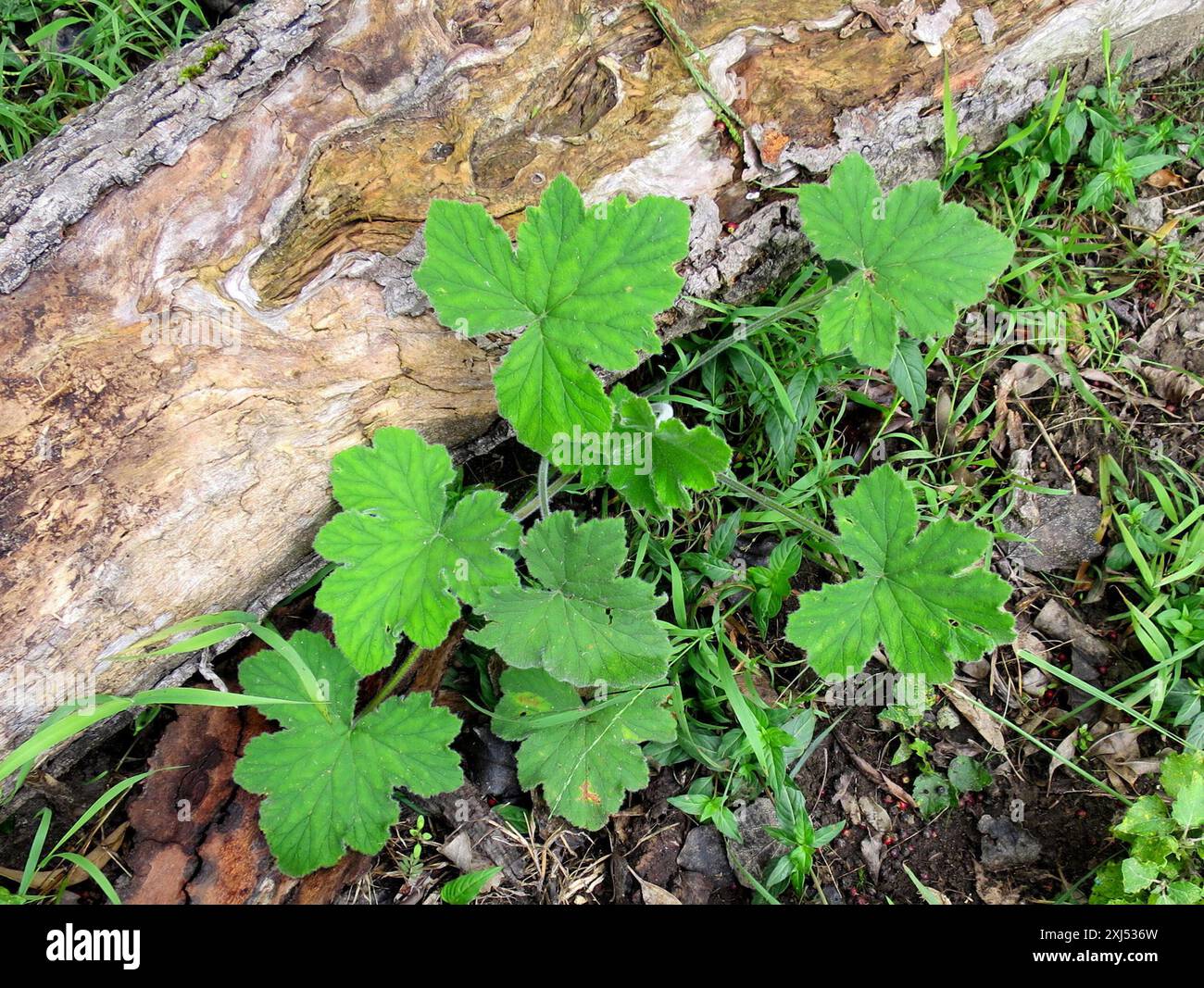 Peppermint-scented geranium (Pelargonium tomentosum) Plantae Stock ...