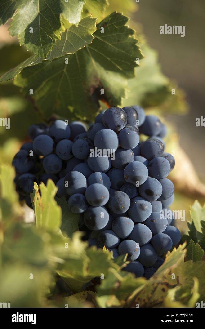 Grenache hi-res stock photography and images - Alamy
