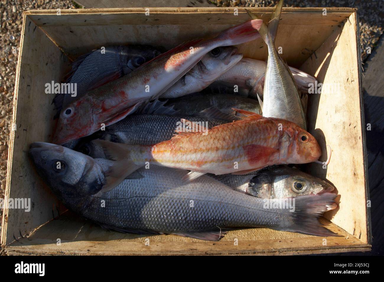 Crate of fish Stock Photo - Alamy