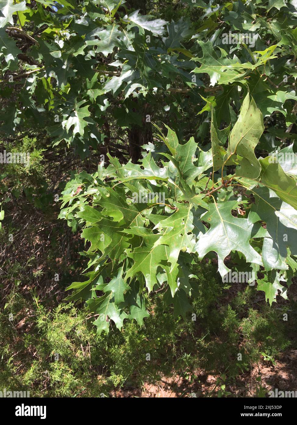 Shumard oak (Quercus shumardii) Plantae Stock Photo - Alamy