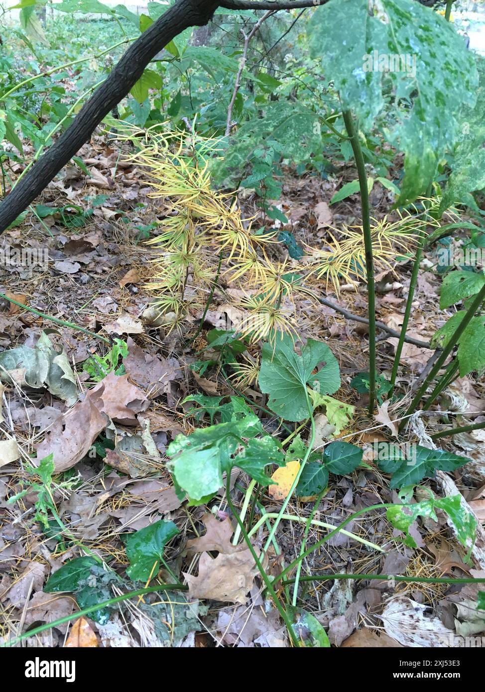 Chinese golden larch (Pseudolarix amabilis) Plantae Stock Photo - Alamy