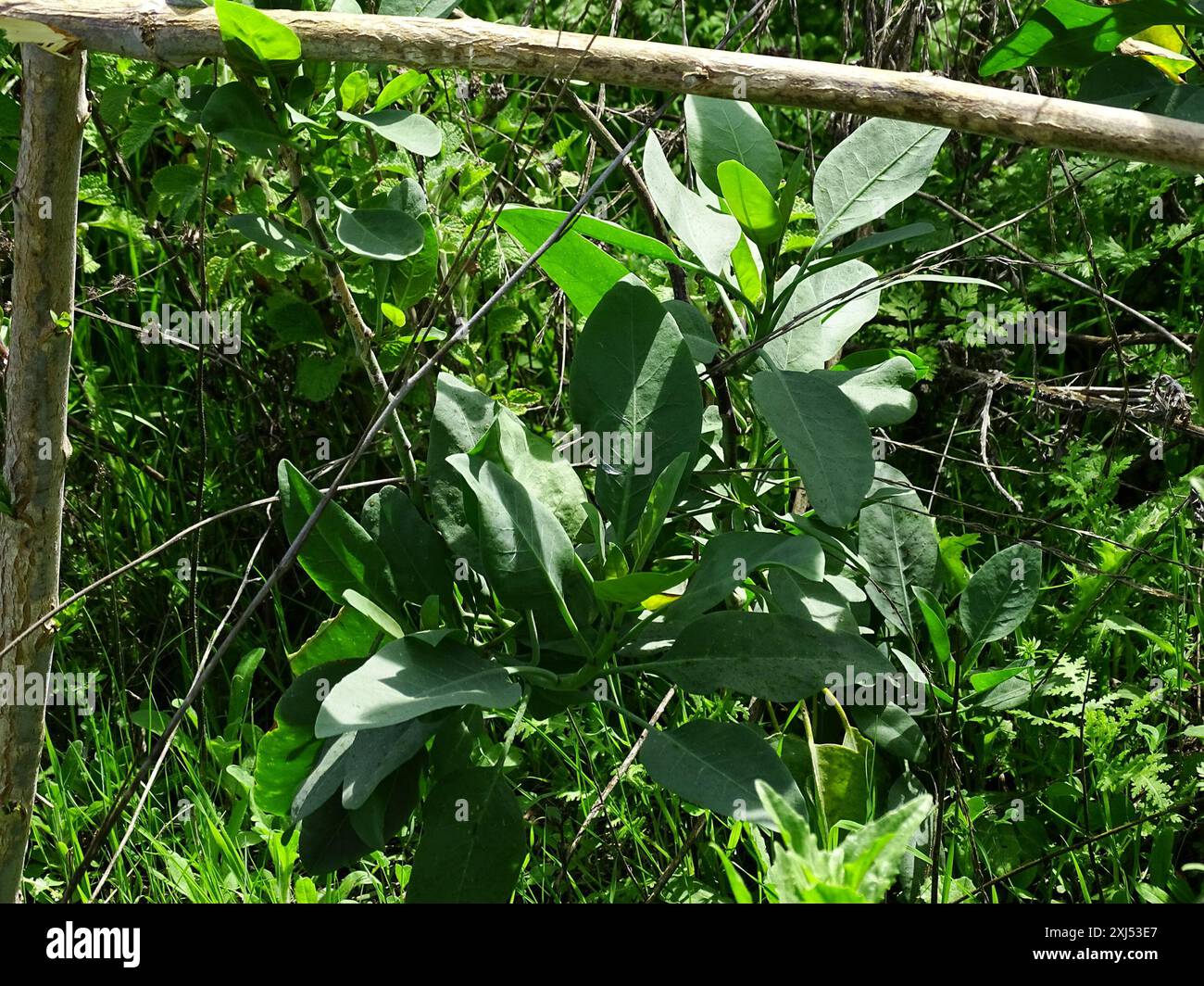 tree tobacco (Nicotiana glauca) Plantae Stock Photo - Alamy