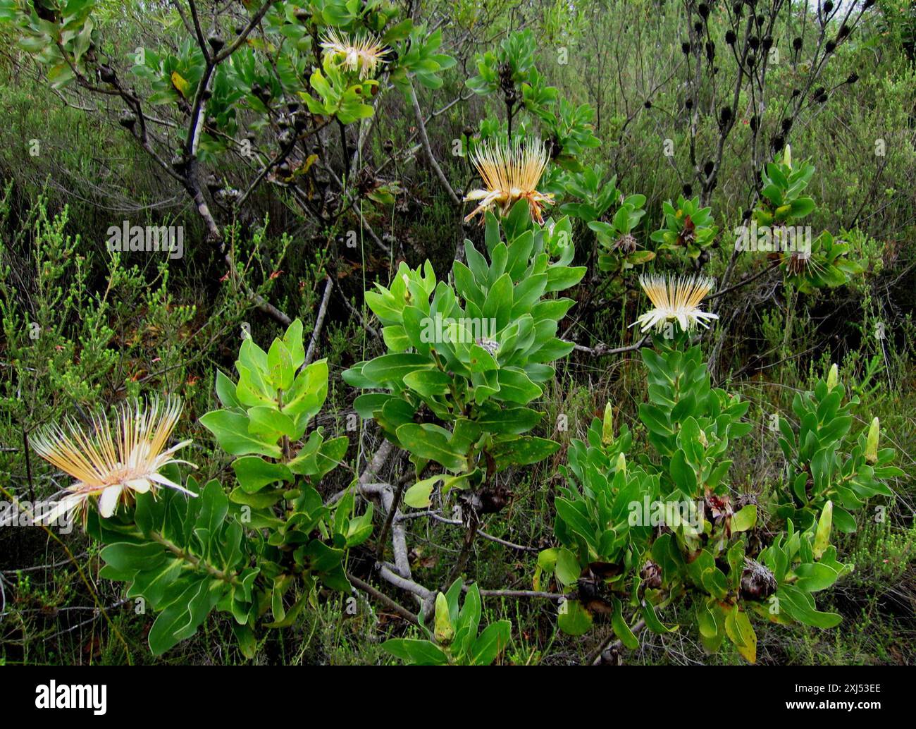 Common Shuttlecock Sugarbush (Protea aurea aurea) Plantae Stock Photo - Alamy