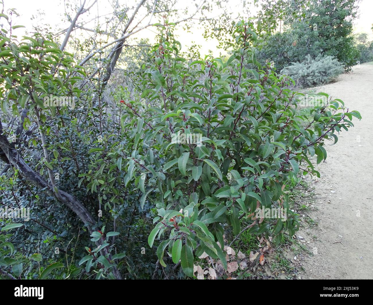 laurel sumac (Malosma laurina) Plantae Stock Photo - Alamy