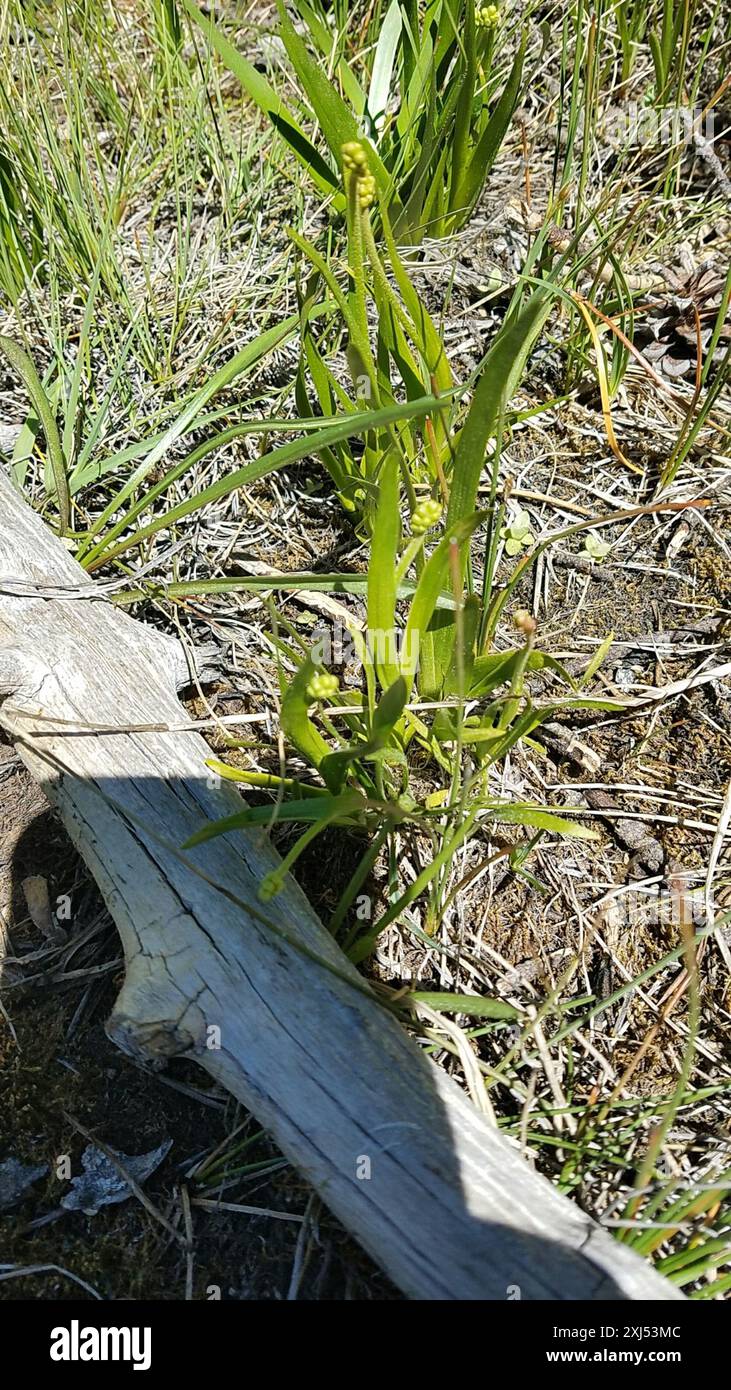 western false asphodel (Triantha occidentalis) Plantae Stock Photo - Alamy