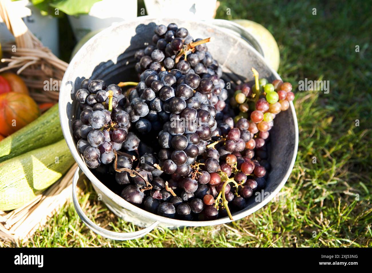 Picking black grapes Stock Photo - Alamy