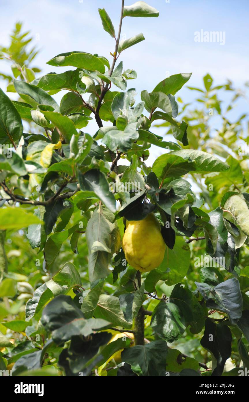 Quince orchard hi-res stock photography and images - Alamy