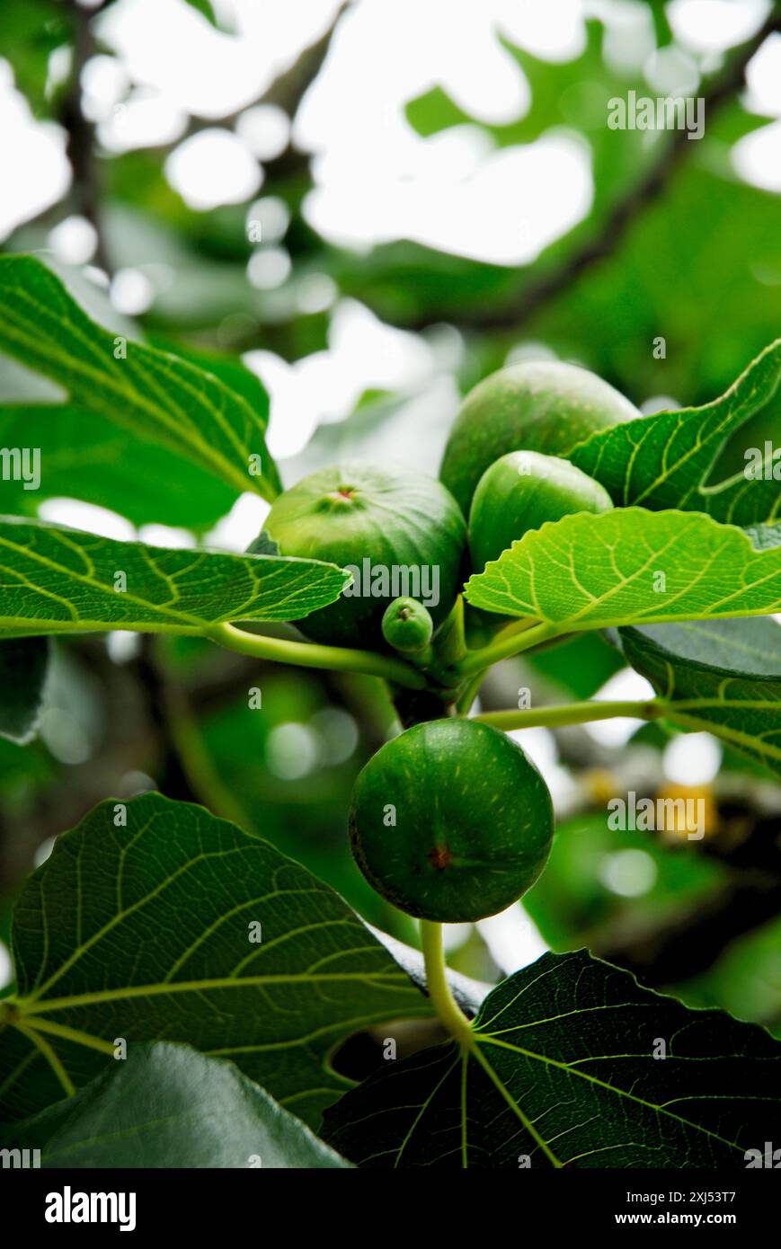 Summer orchard figs hi-res stock photography and images - Alamy