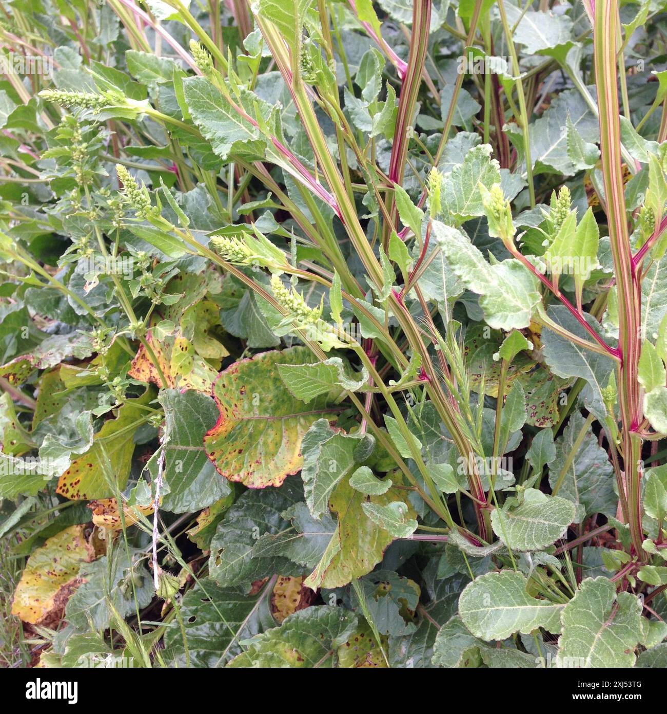 sea beet (Beta vulgaris maritima) Plantae Stock Photo - Alamy