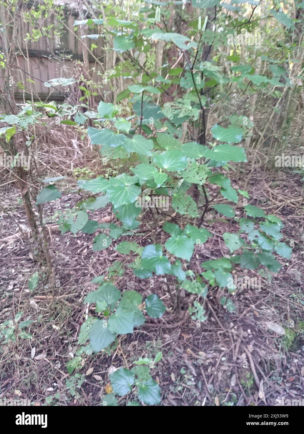 Kawakawa (Piper excelsum) Plantae Stock Photo - Alamy