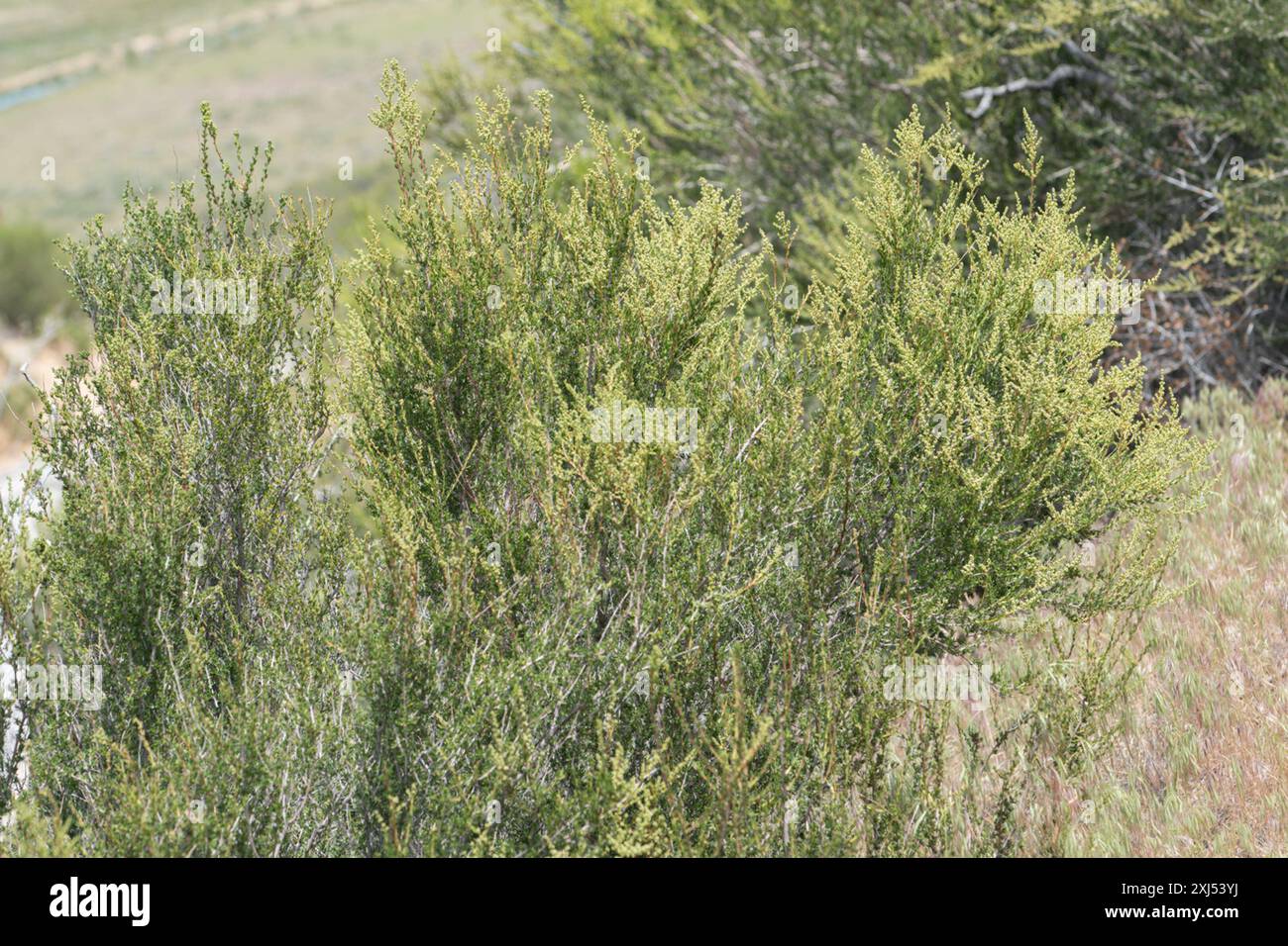 chamise (Adenostoma fasciculatum) Plantae Stock Photo - Alamy