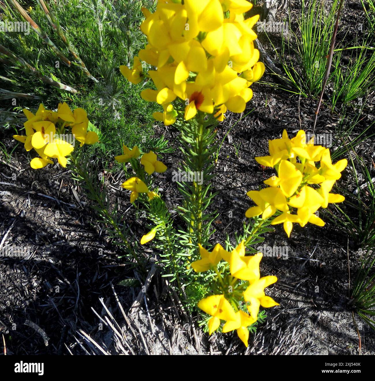 Sandveld Honeybush (Cyclopia genistoides) Plantae Stock Photo - Alamy