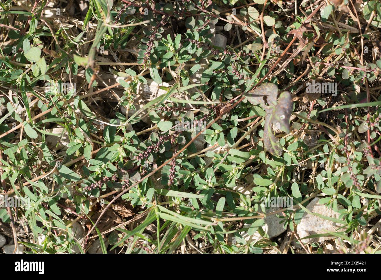 Spotted spurge (Euphorbia maculata) Plantae Stock Photo - Alamy