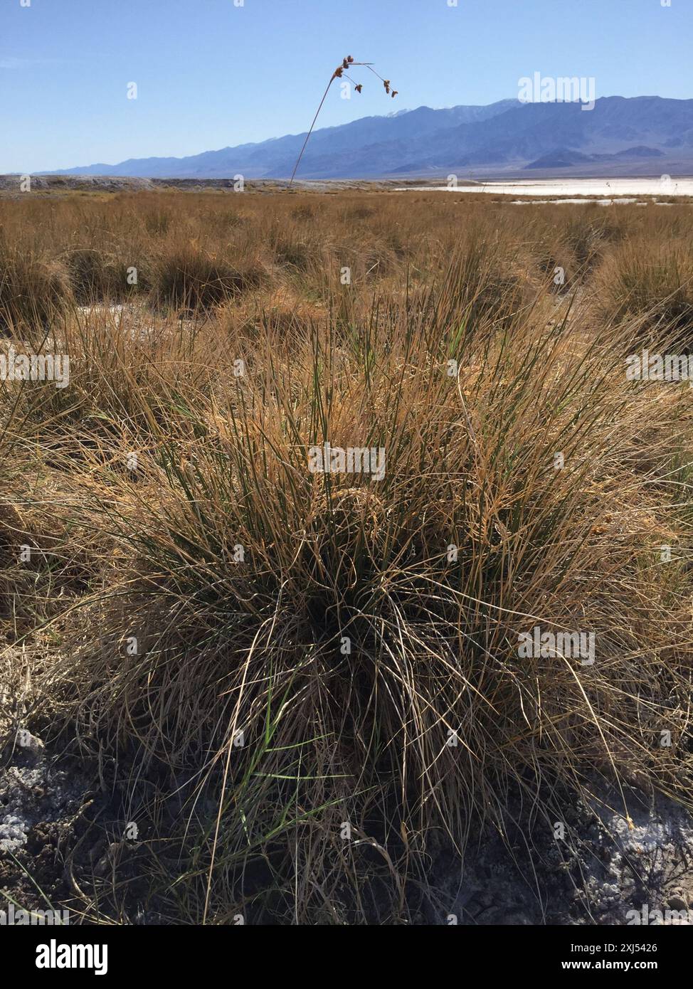Alkali Sacaton (Sporobolus airoides) Plantae Stock Photo - Alamy