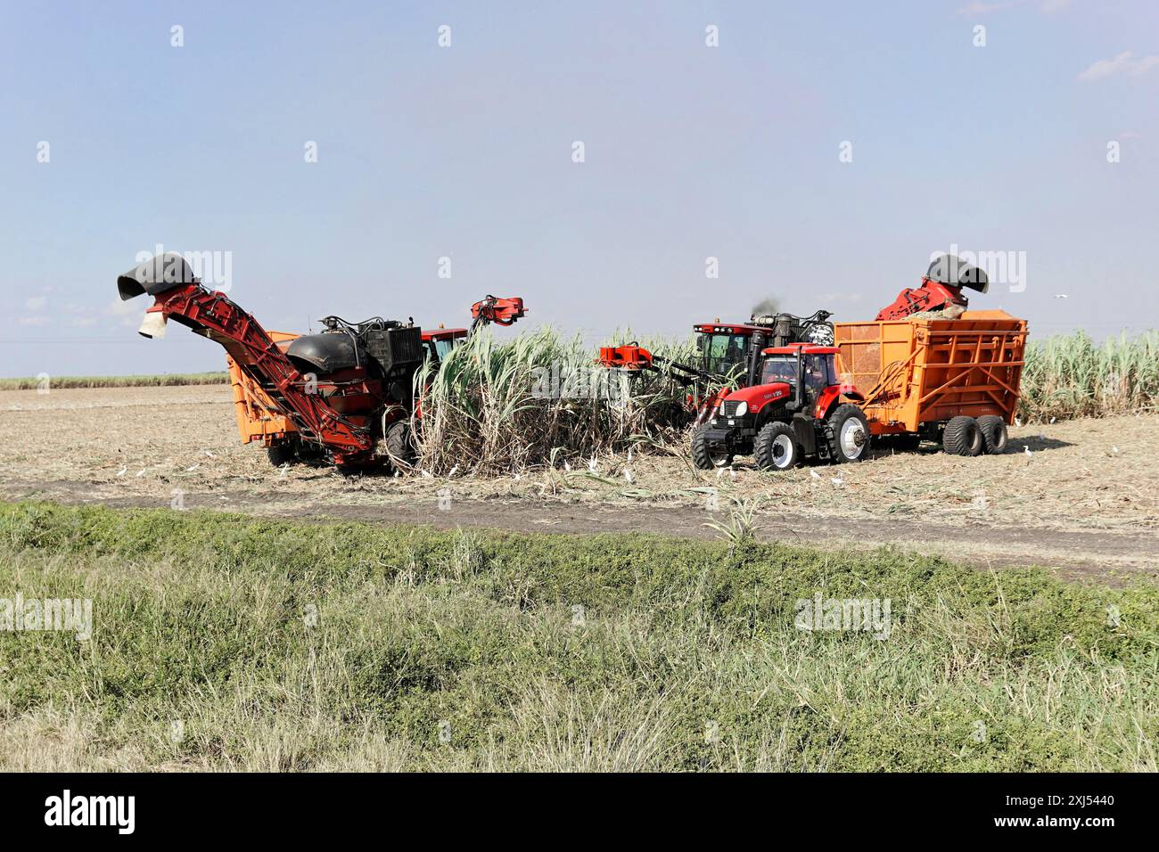 Sugar cane harvesting in caribbean hi-res stock photography and images - Alamy
