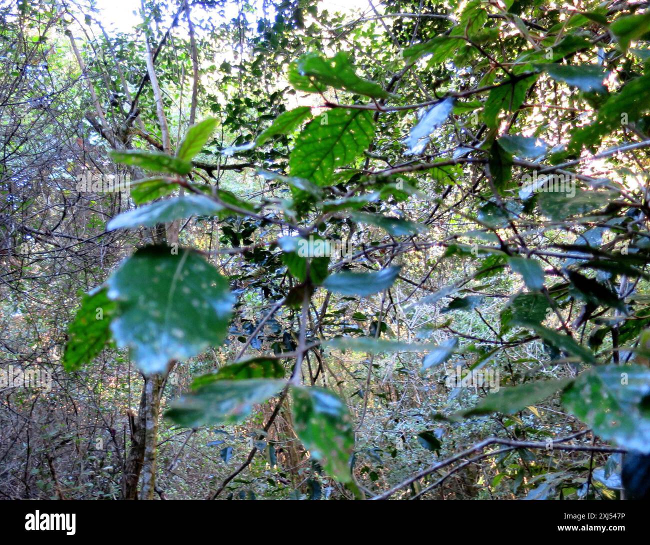 Assegai tree (Curtisia dentata) Plantae Stock Photo - Alamy