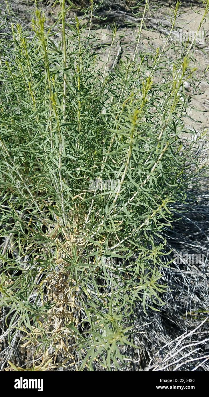Yellow Rabbitbrush (Chrysothamnus viscidiflorus) Plantae Stock Photo ...