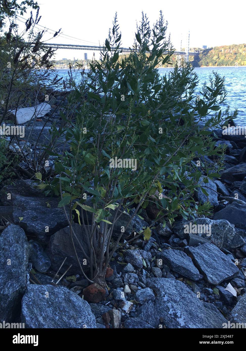 marsh elder (Iva frutescens) Plantae Stock Photo - Alamy