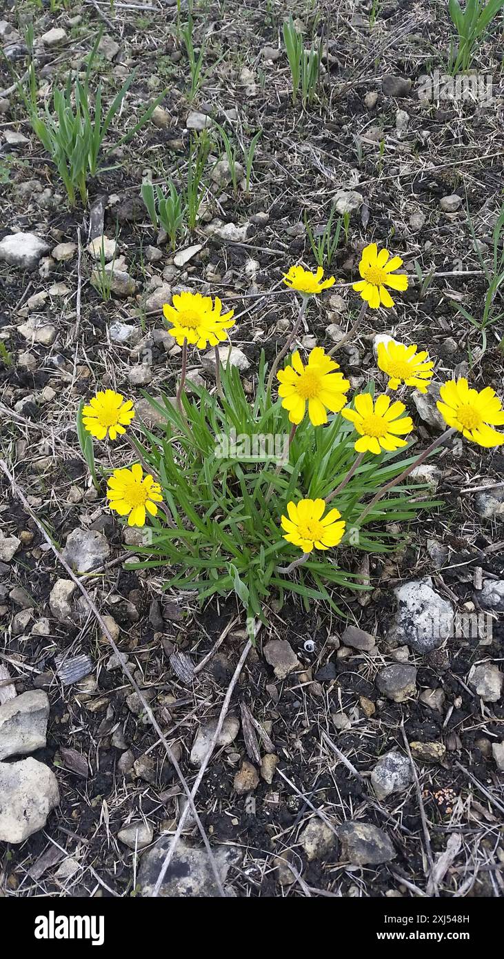 lakeside daisy (Tetraneuris herbacea) Plantae Stock Photo - Alamy