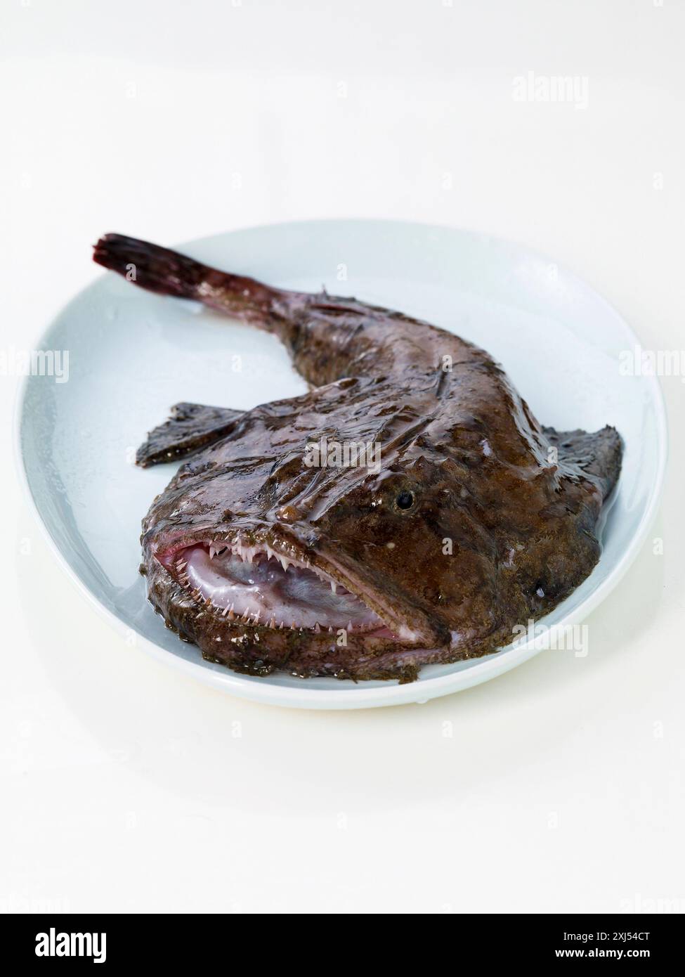 Monkfish hi-res stock photography and images - Alamy