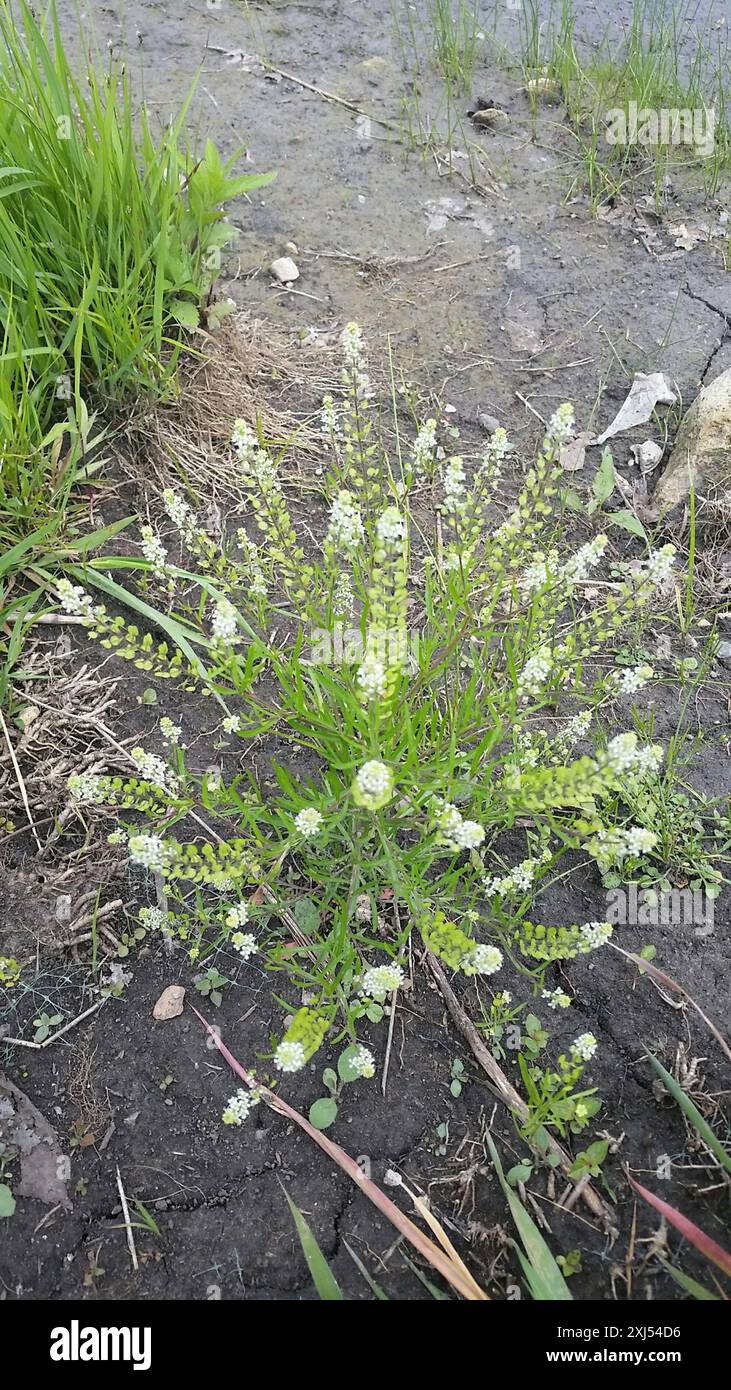Common Peppergrass (Lepidium densiflorum) Plantae Stock Photo - Alamy