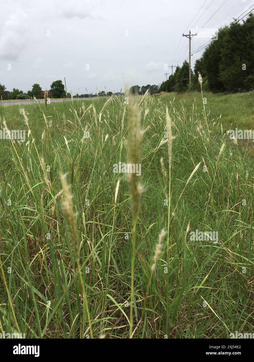 bluestems, lemon grasses, silvergrasses, and allies (Andropogoneae ...