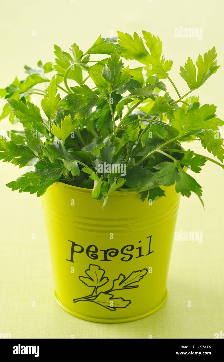 Pot of fresh parsley Stock Photo - Alamy