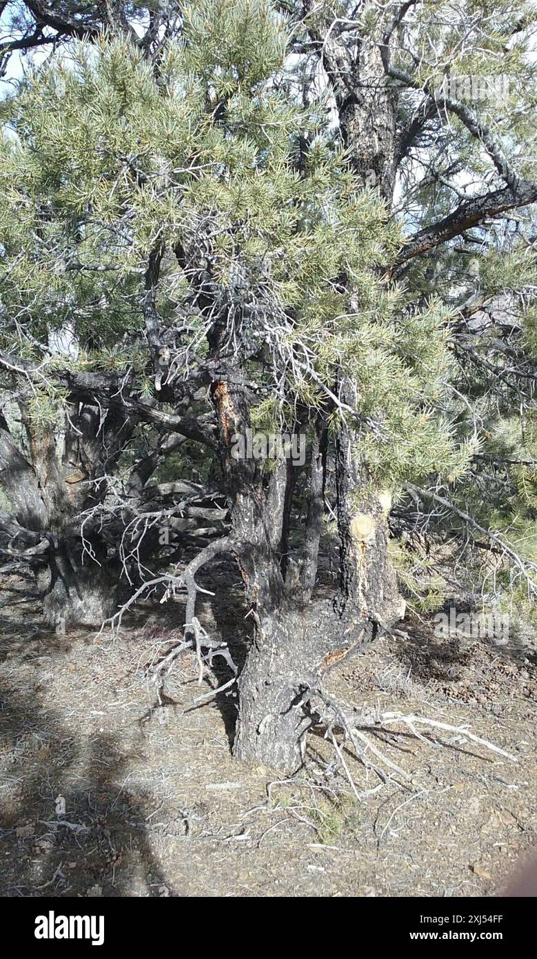 singleleaf pinyon (Pinus monophylla) Plantae Stock Photo - Alamy