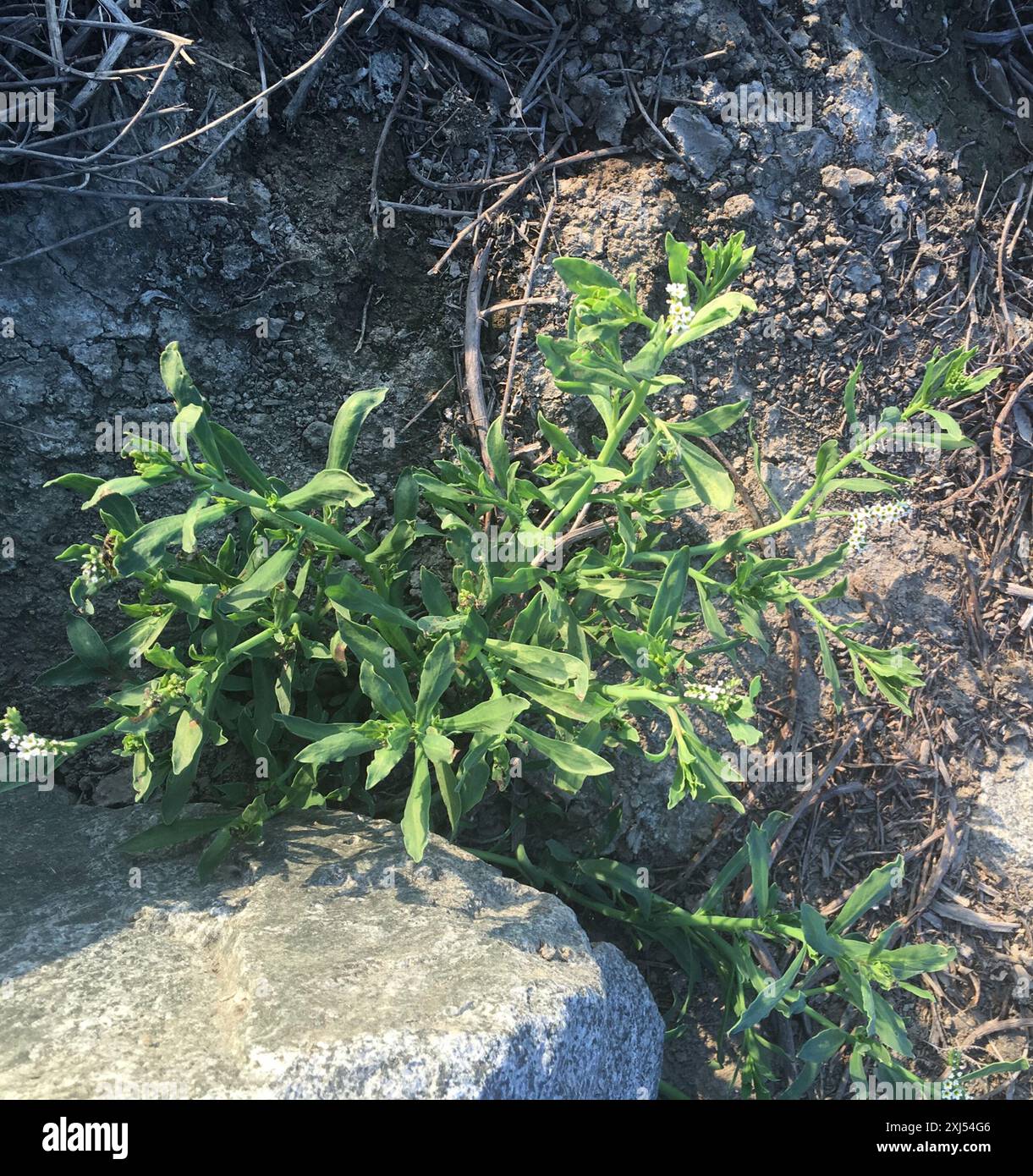 alkali heliotrope (Heliotropium curassavicum) Plantae Stock Photo - Alamy