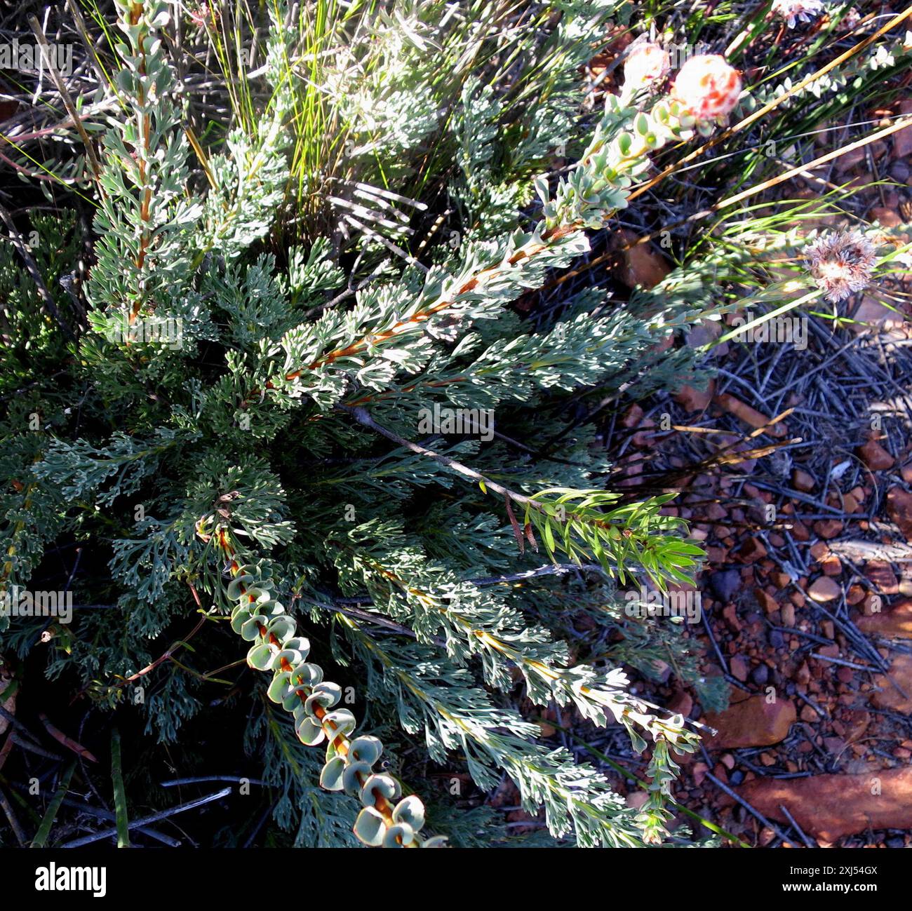 Sceptres (Paranomus) Plantae Stock Photo - Alamy