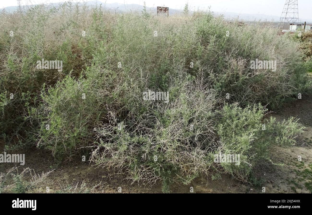 Cattle Saltbush (Atriplex polycarpa) Plantae Stock Photo - Alamy
